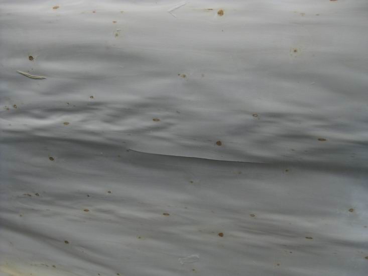 Rotary Cut/Peeled Poplar Wood Veneer Sheet